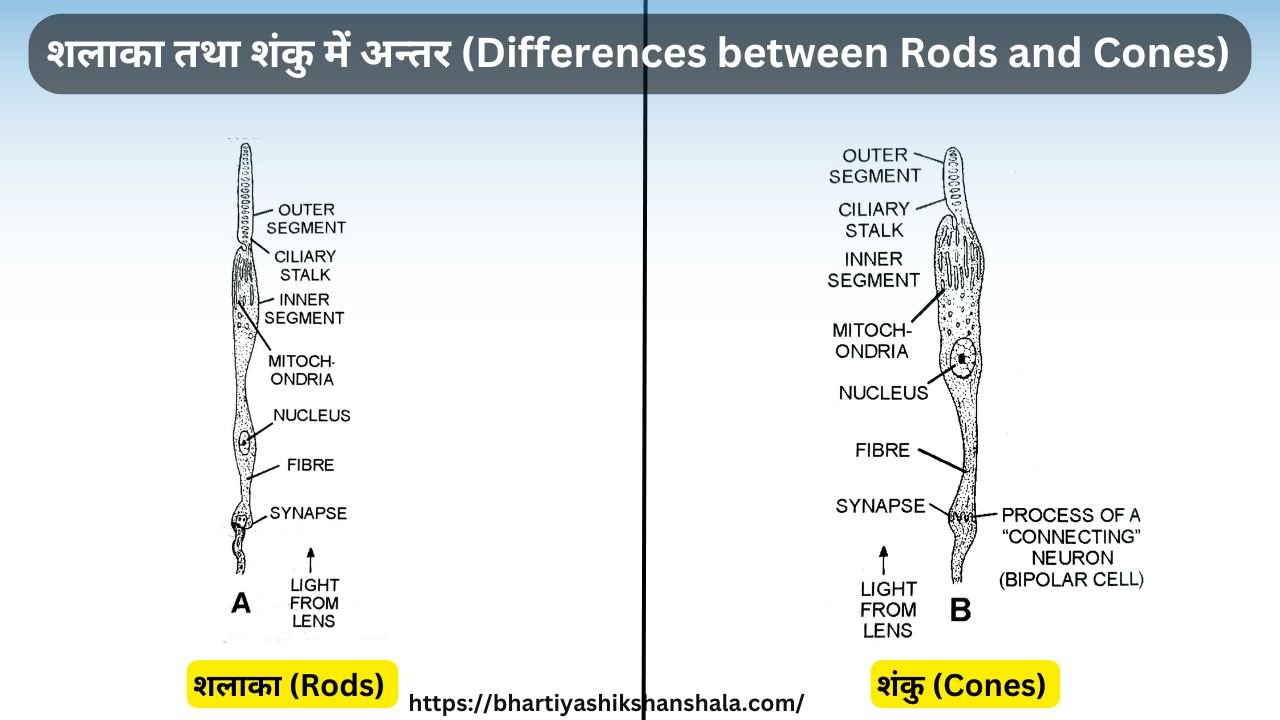 शलाका तथा शंकु में अन्तर (Differences between Rods and Cones) - Bhartiya Shikshanshala